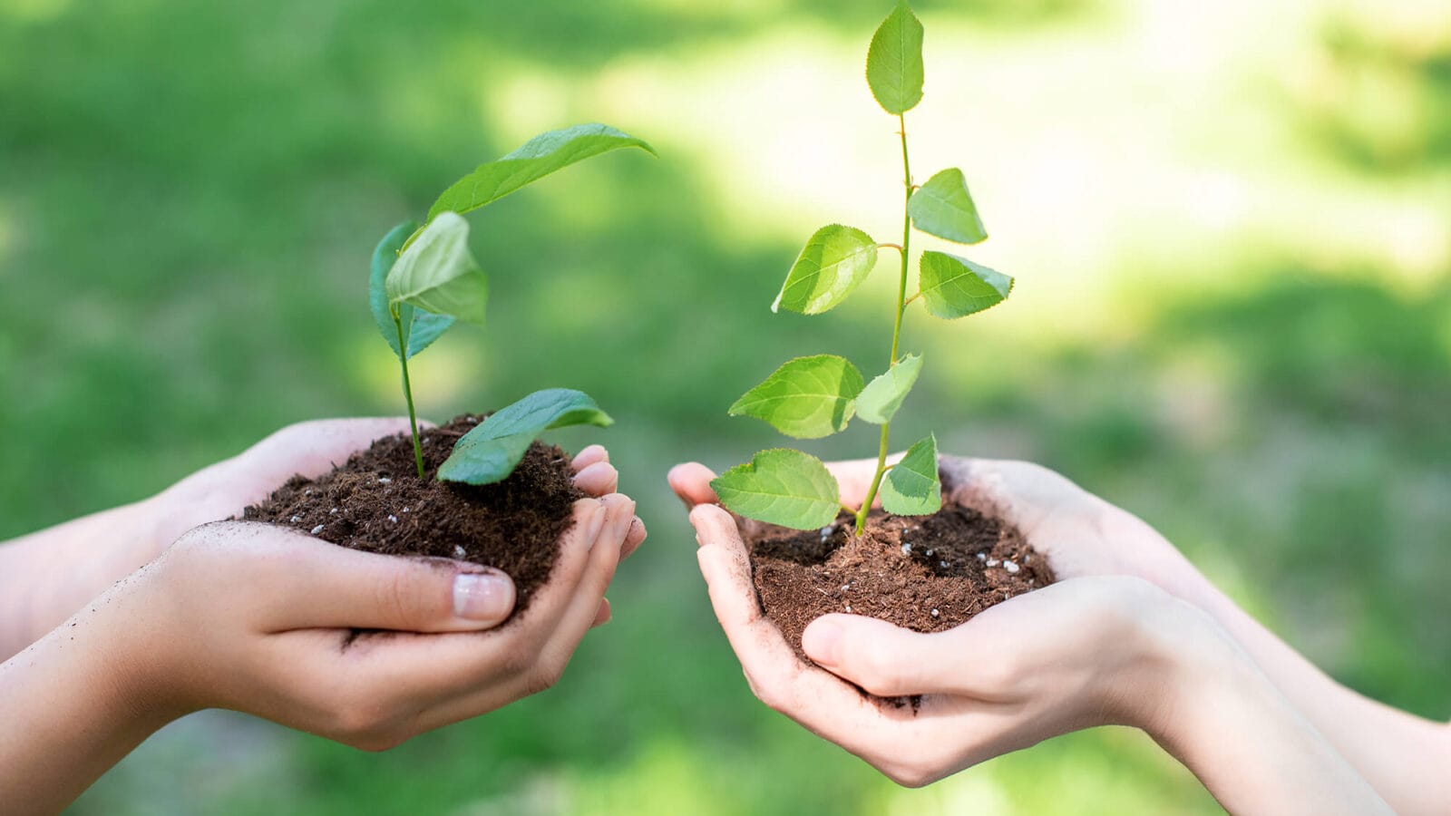 Trees in Action | Girl Scouts of Greater Iowa - The Hub